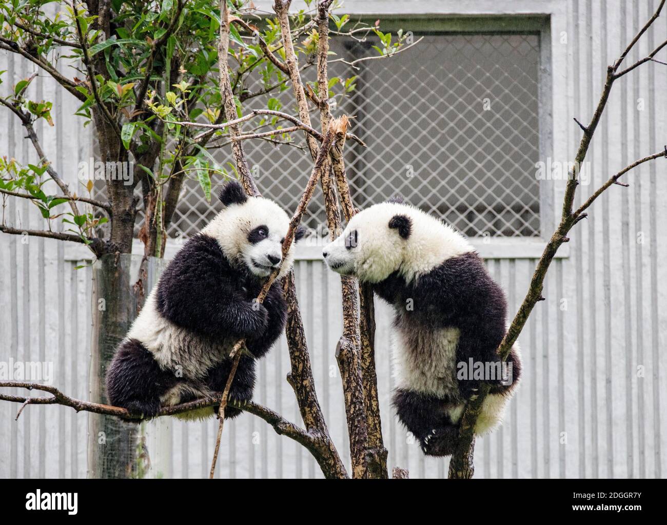 Gengda giant panda center hi-res stock photography and images - Alamy