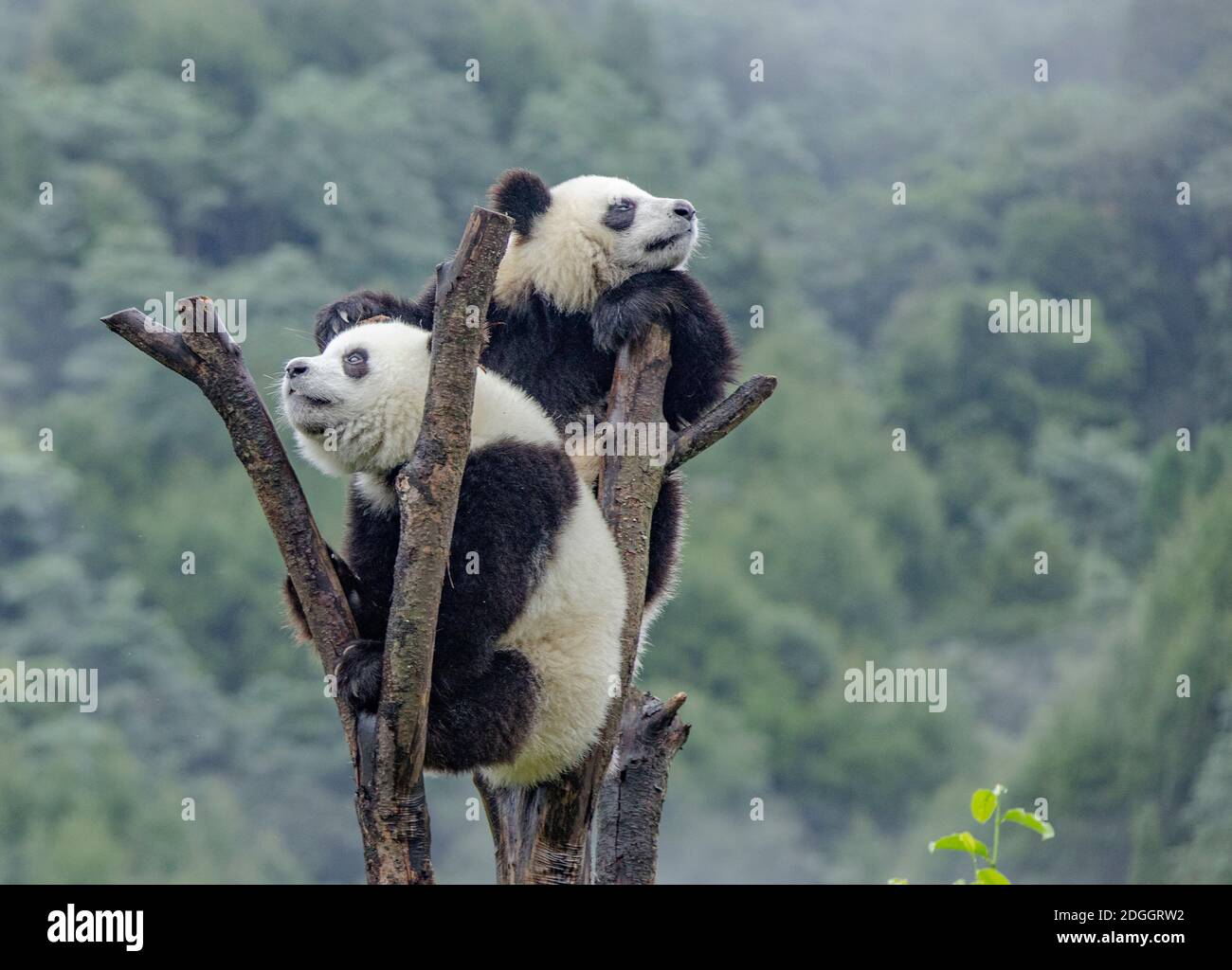 --File--Pandas climb up a tree at the Gengda Shenshuping Base of China ...