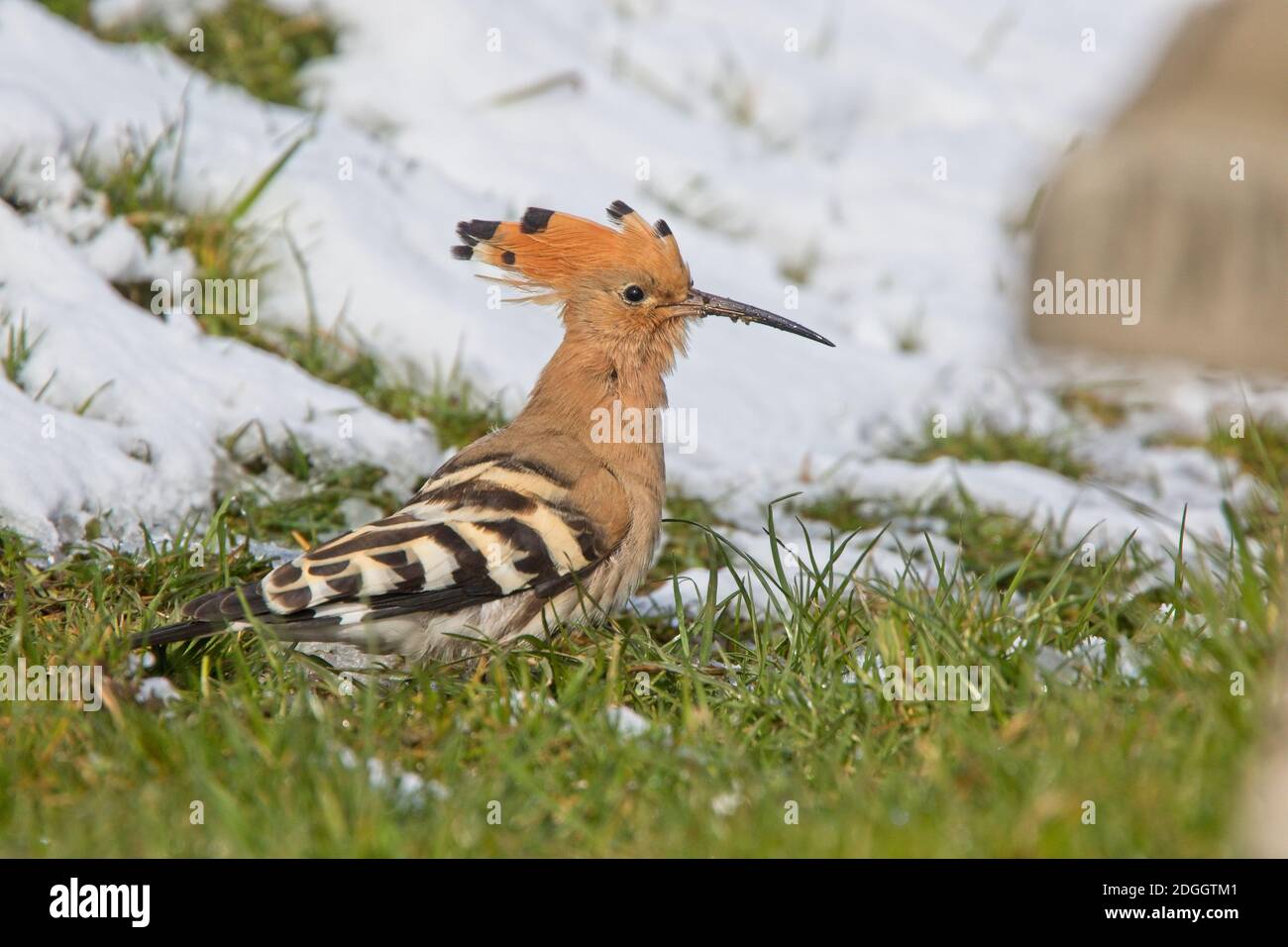 Eurasian Hoopoe (Upupa epops), a rare overshoot migrant, in snow in ...
