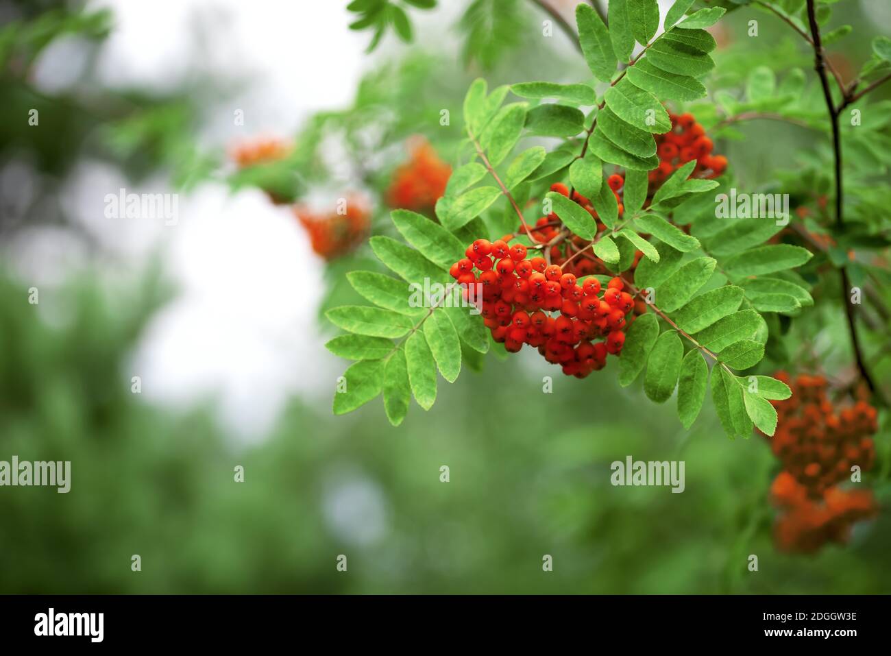 Red ash hi-res stock photography and images - Alamy