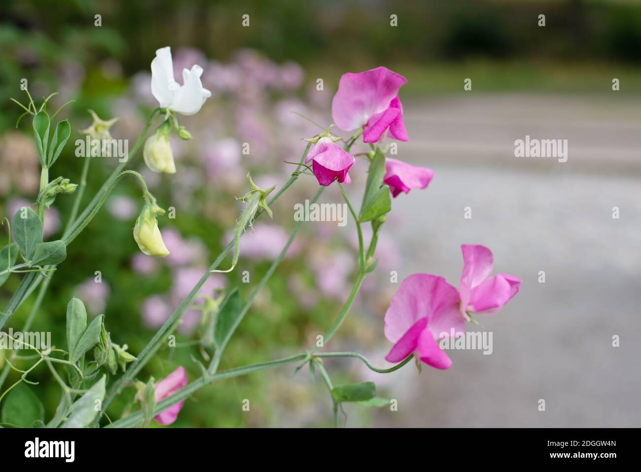 Plant sweet peas in spring hi-res stock photography and images - Alamy