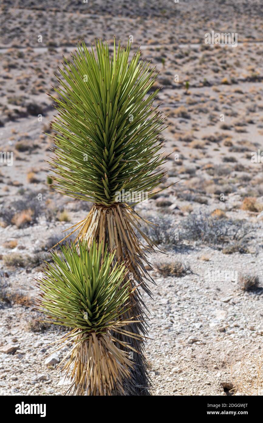 A Yucca plant growing in the Nevada desert Stock Photo - Alamy