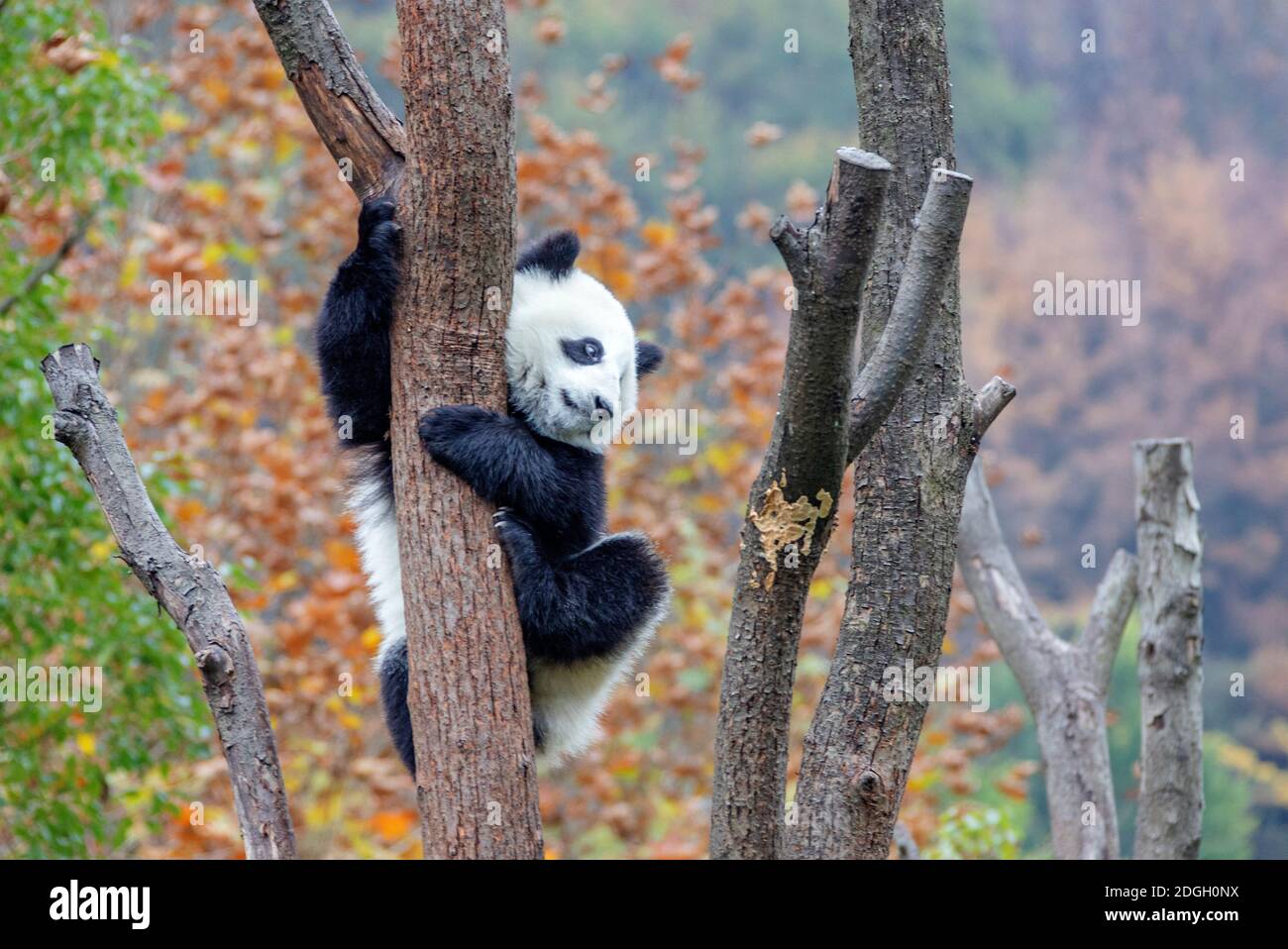 --FILE--Pandas living at the Shenshuping Base of China Conservation and ...