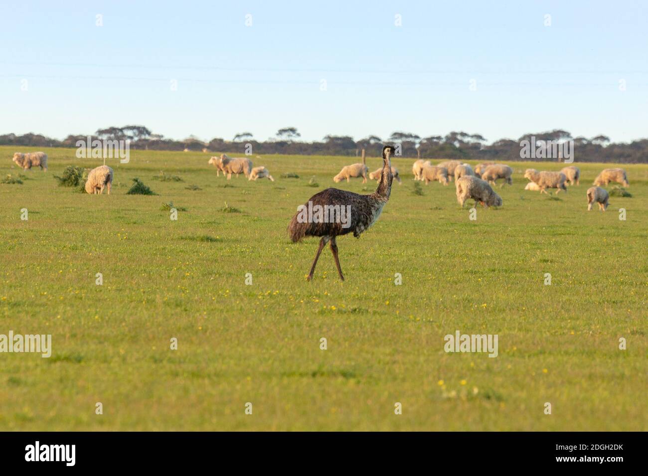 Emu australia hi-res stock photography and images - Alamy