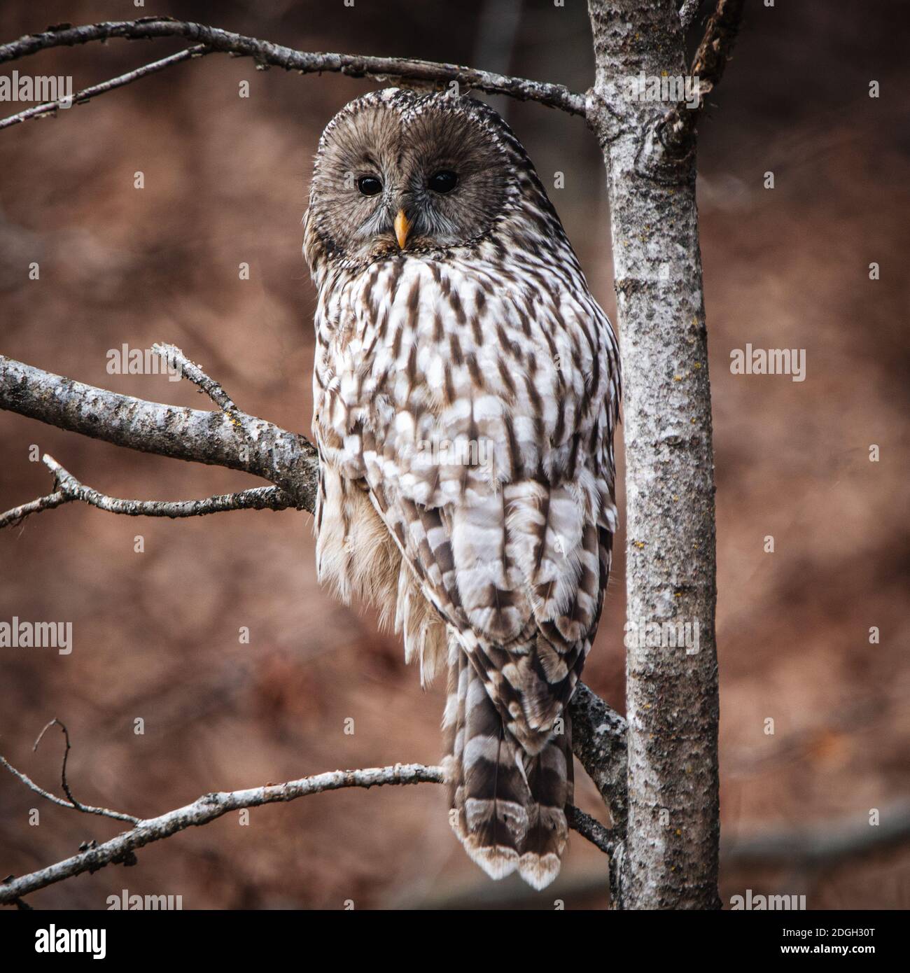 Cute orange owl hi-res stock photography and images - Alamy