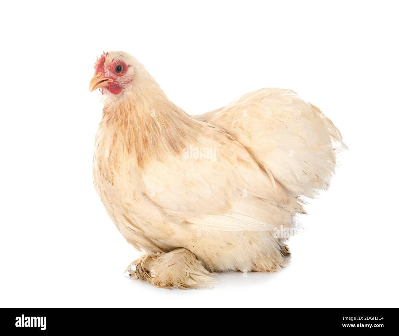 pekin chicken in front of white background Stock Photo - Alamy