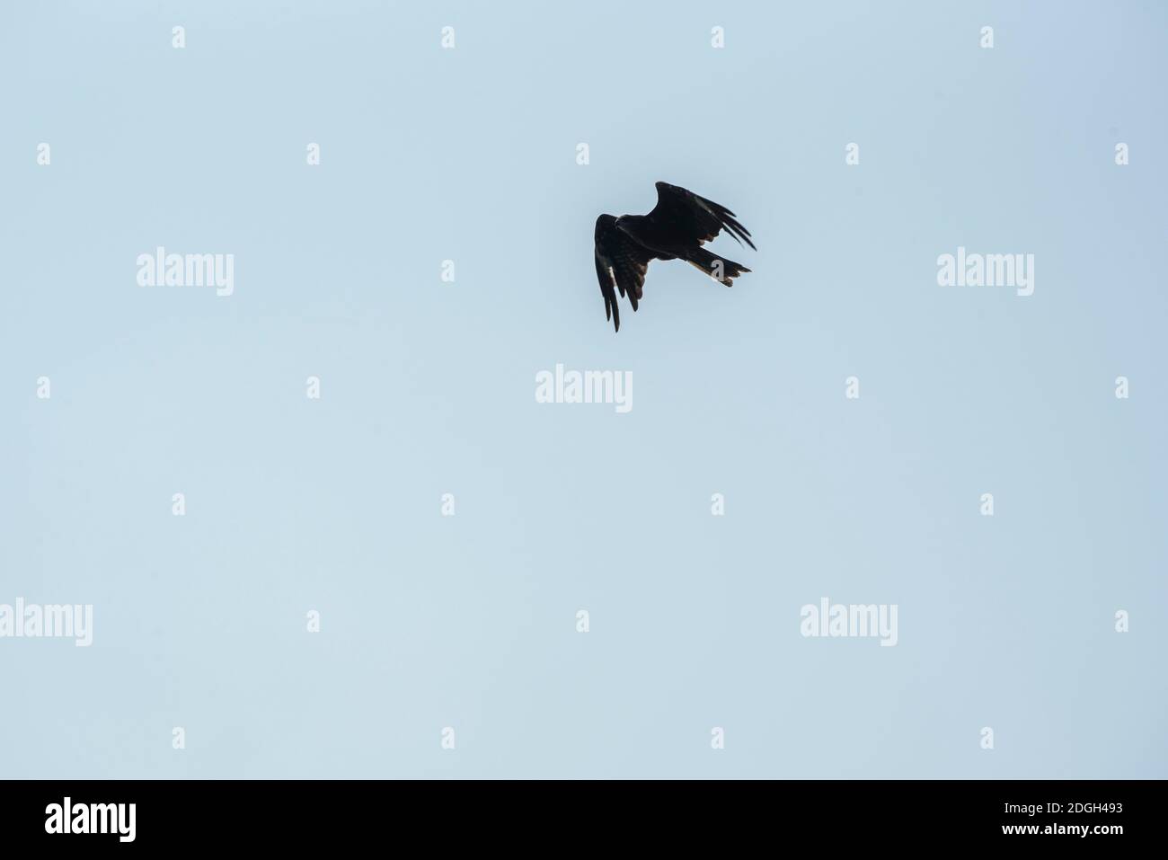 Goa,India- 10 November 2020, Prey Goshawk Flying Bird.Hawk on the wing ...