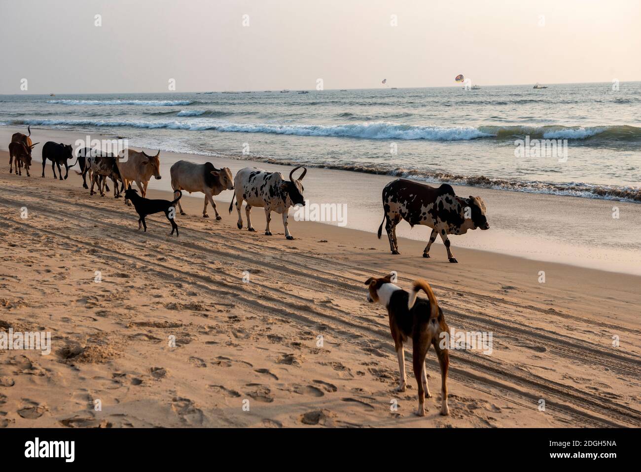 Baga beach goa cow hi-res stock photography and images - Alamy