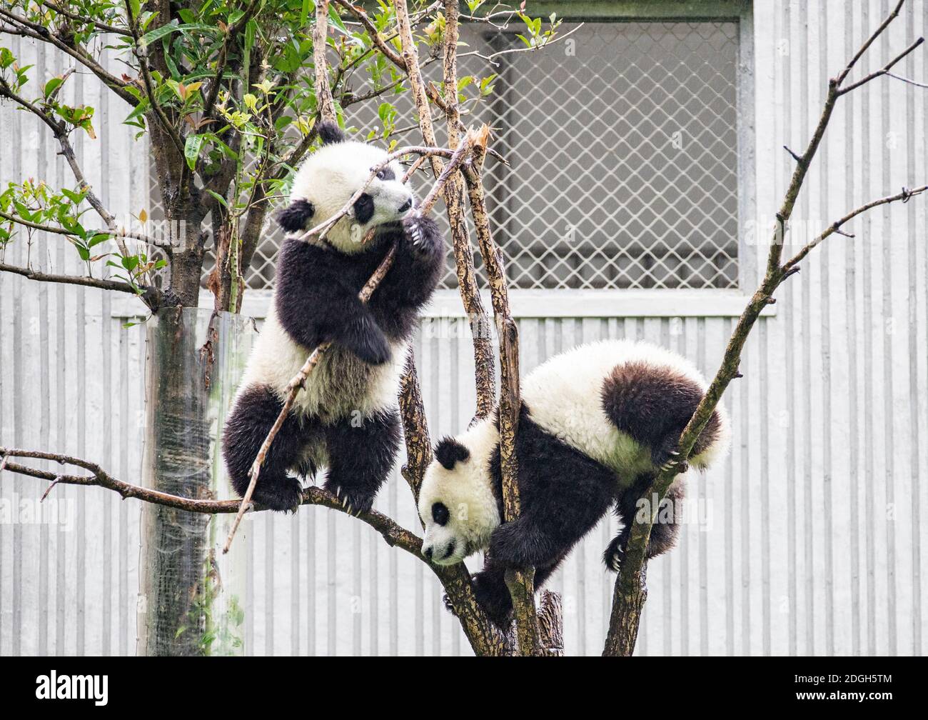 --File--Pandas climb up a tree at the Gengda Shenshuping Base of China ...