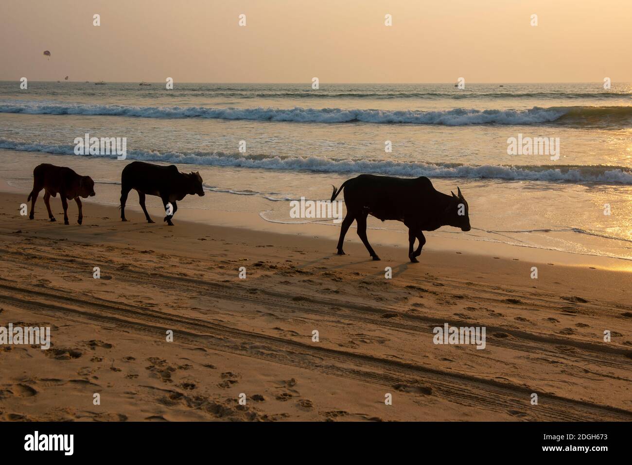 Goa, India -10 November 2020, Cattle walking along the beach of Goa Cow ...