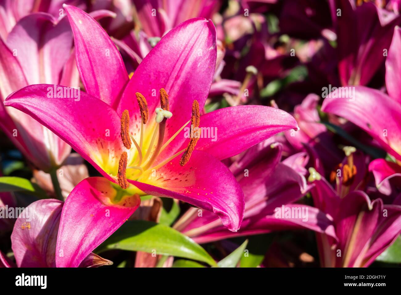 Real lily hi-res stock photography and images - Alamy