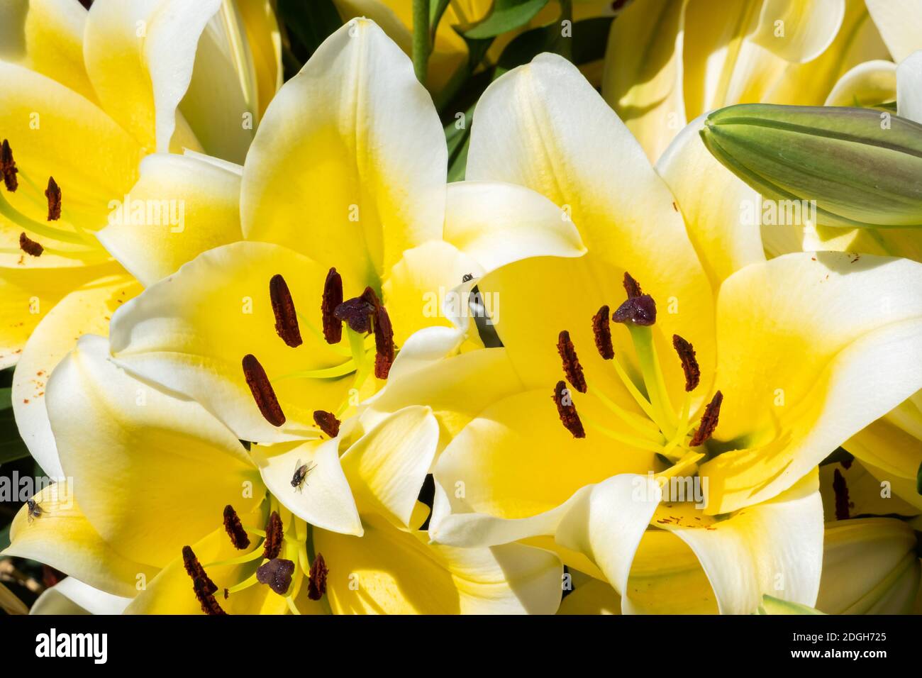 Yellow beauty lily flowers Stock Photo - Alamy