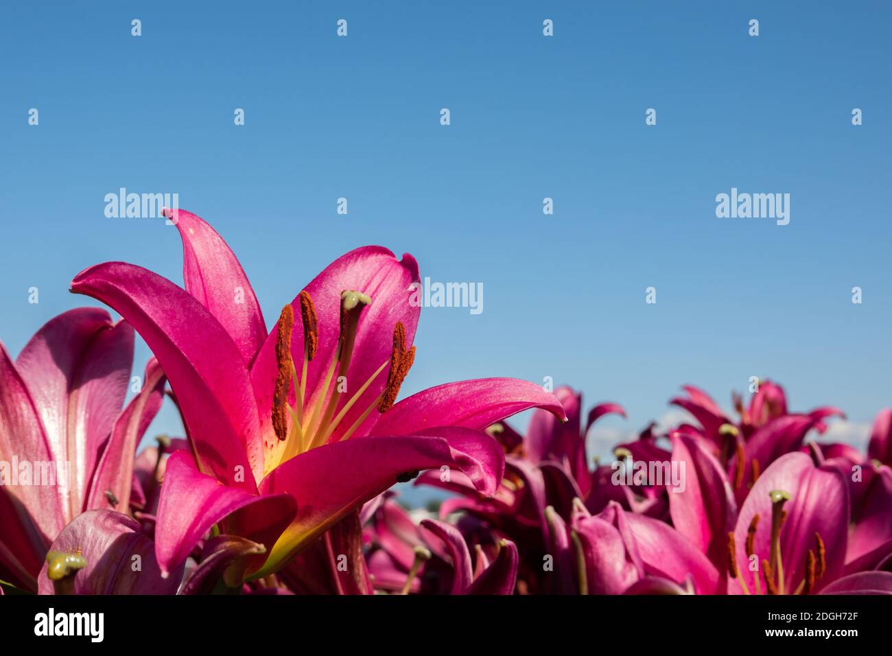 Lily real hi-res stock photography and images - Alamy