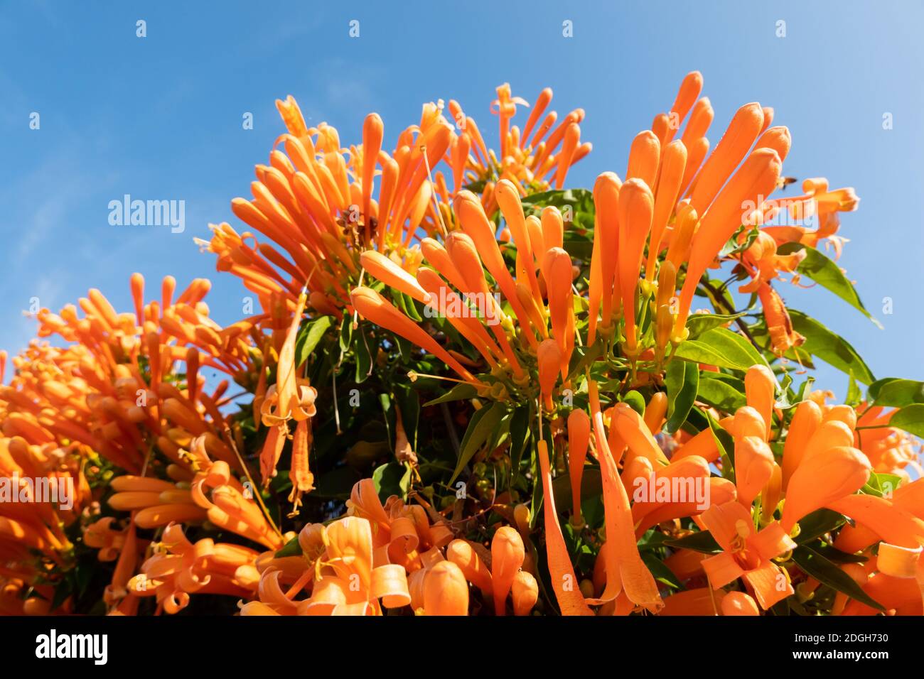 Flaming trumpet vine flowers Stock Photo - Alamy