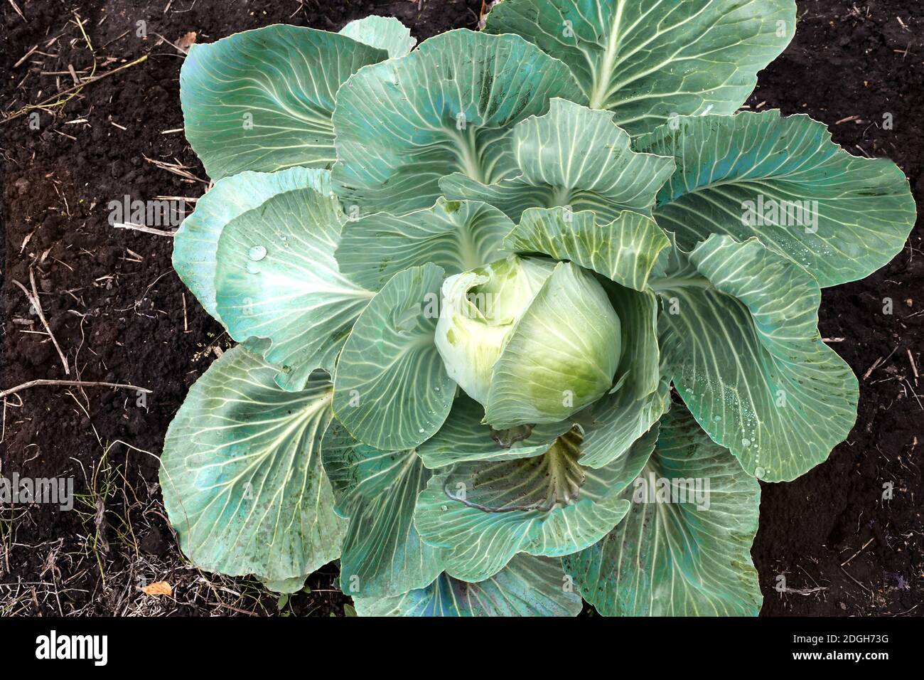 Cabbage growth in soil close hi-res stock photography and images - Alamy