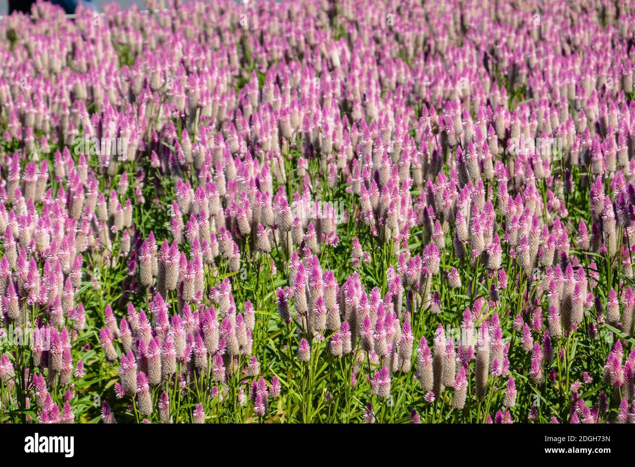 Purple sage flowers Stock Photo - Alamy