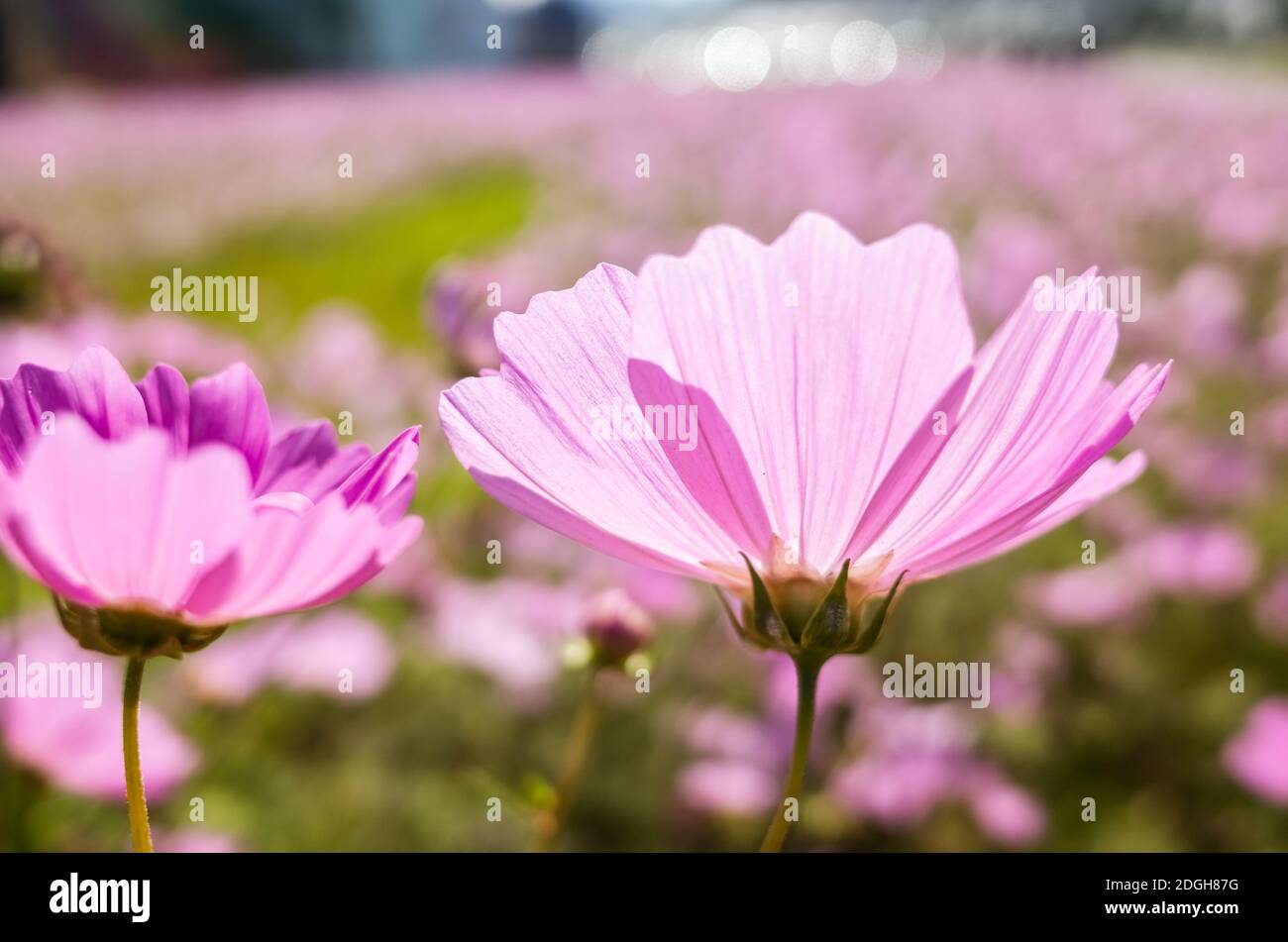 Pink cosmos flower farm hi-res stock photography and images - Alamy