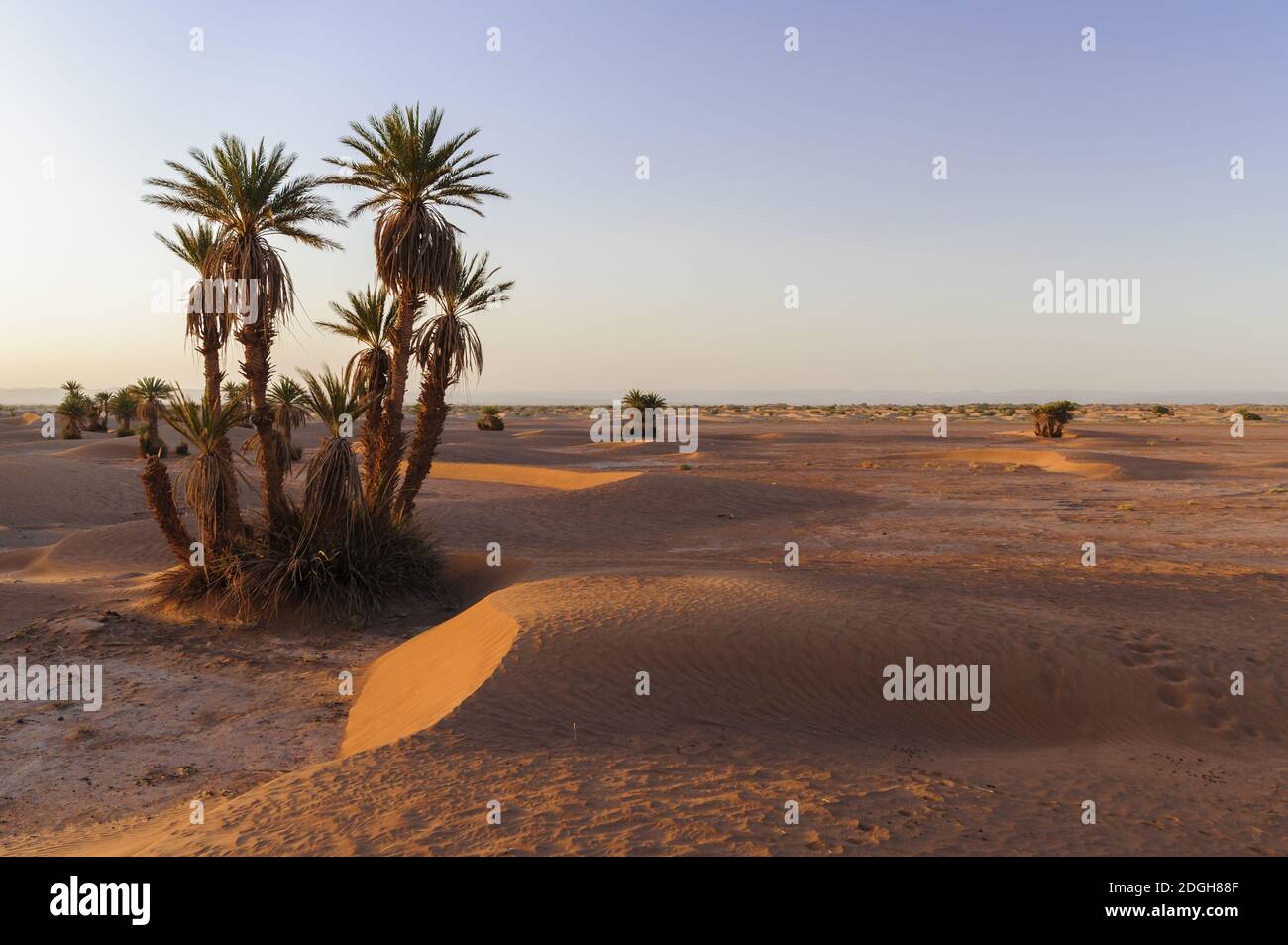 Sunset with palm trees and sand dune in the Sahara Desert, Morocco ...