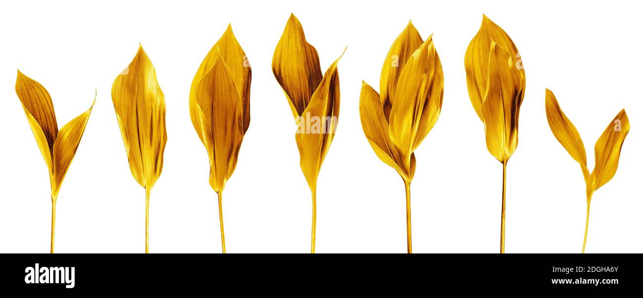 Golden leaves set white background isolated close up, gold flower ...