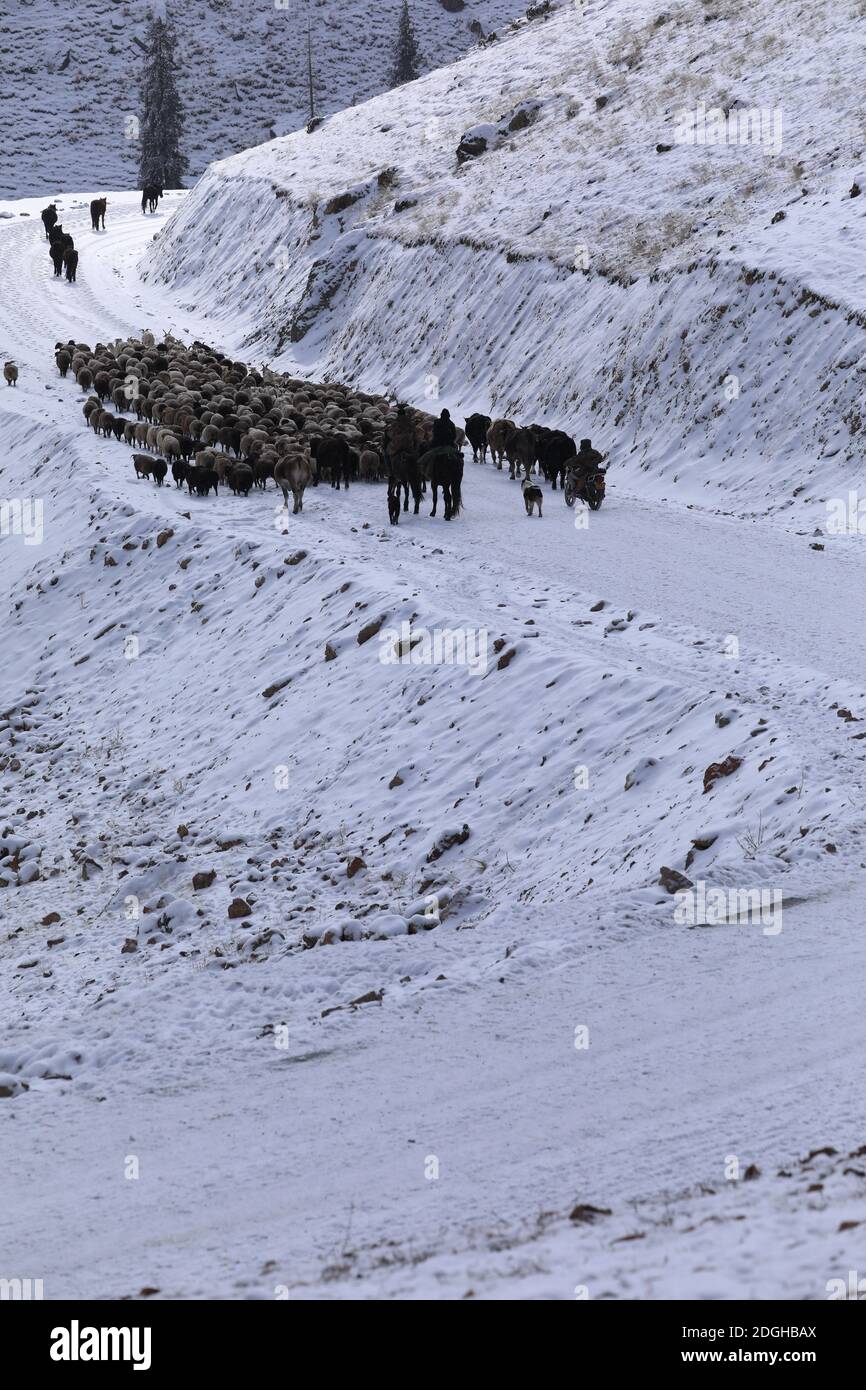 Local shepherds from Korgas County, also known as Huocheng county ...