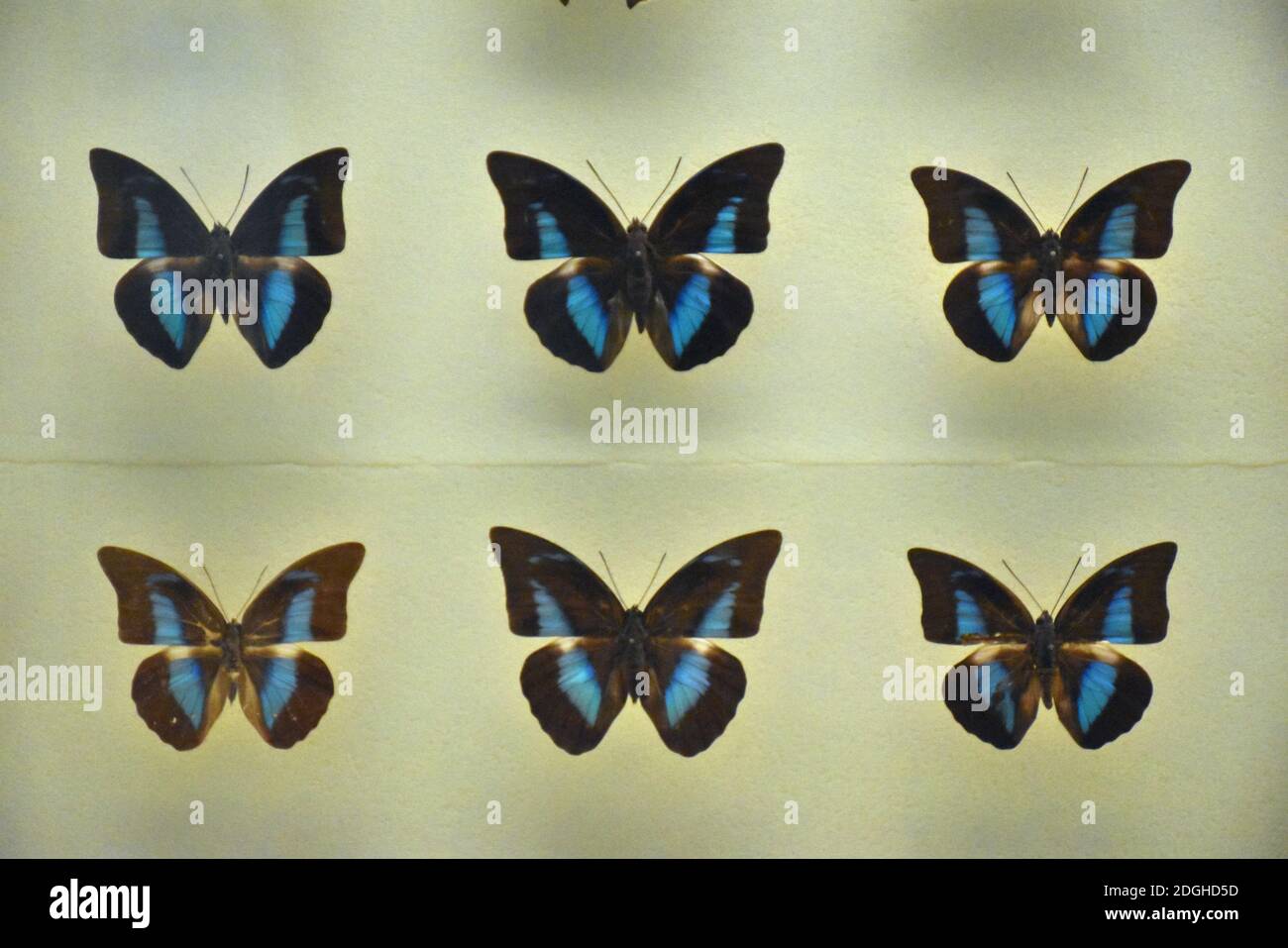 The National Zoological Museum of China exhibits more than 2,200 ...