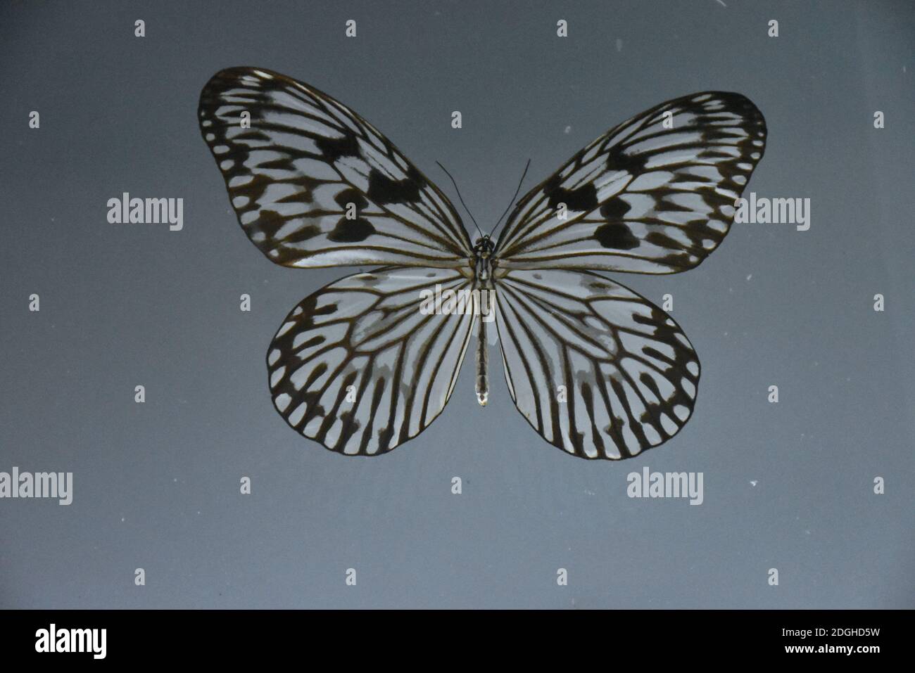 The National Zoological Museum of China exhibits more than 2,200 ...