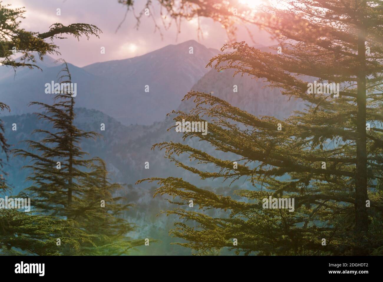 Cedar trees in mountains, Turkey Stock Photo - Alamy