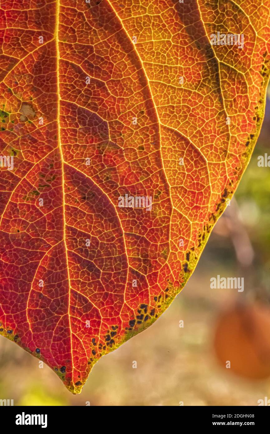 Detailed leaf hi-res stock photography and images - Alamy