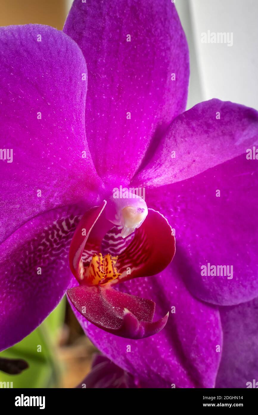 Red orchid hi-res stock photography and images - Alamy