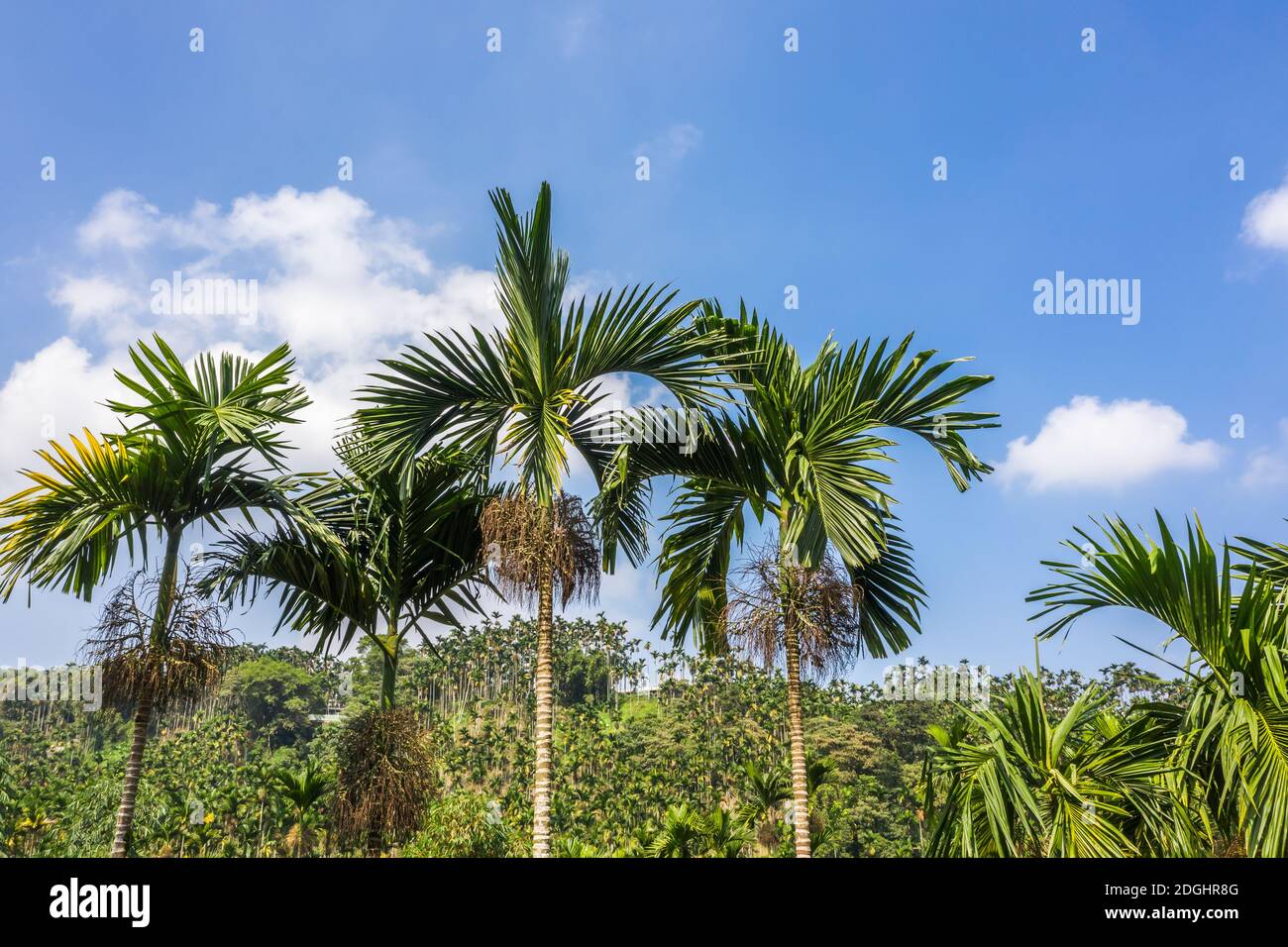 Betel nut tree hi-res stock photography and images - Alamy
