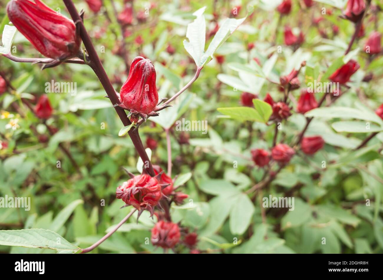 Roselle farm hi-res stock photography and images - Alamy