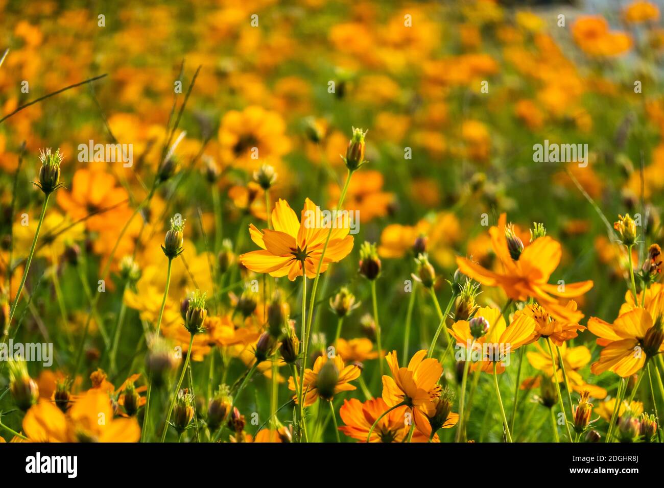 Colorful cosmos flowers farm Stock Photo - Alamy