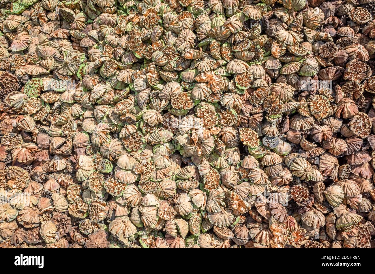 Lotus Seed Pod High Resolution Stock Photography and Images - Alamy