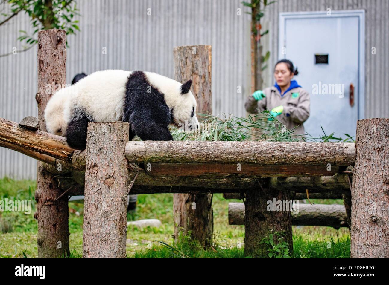 --FILE--Pandas living at the Shenshuping Base of China Conservation and ...
