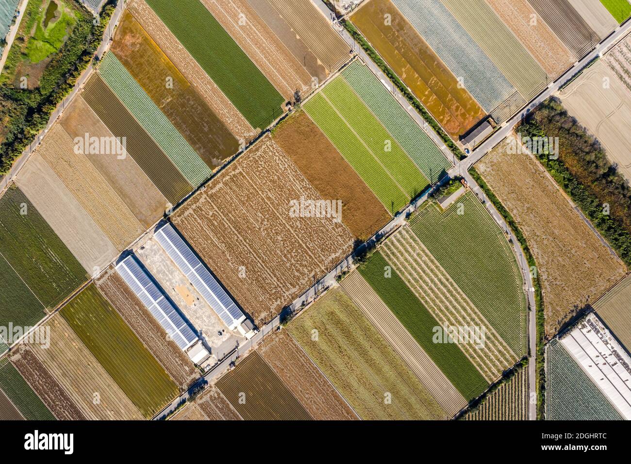 Colorful farm with vegetables and rice Stock Photo - Alamy