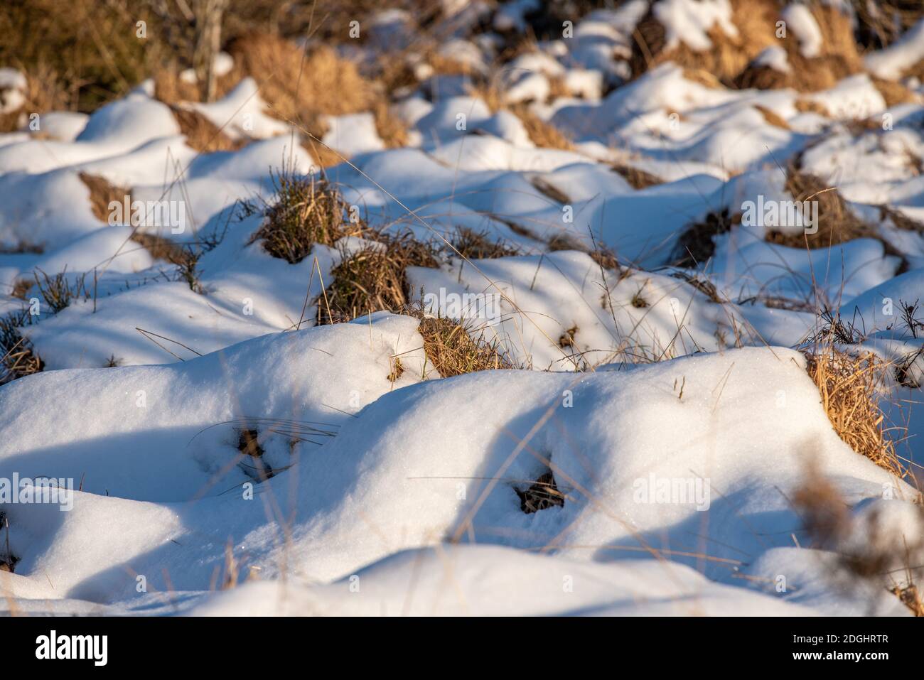 High elevation plant hi-res stock photography and images - Alamy