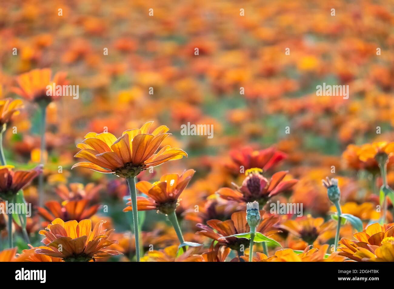 Colorful cosmos flowers farm Stock Photo - Alamy