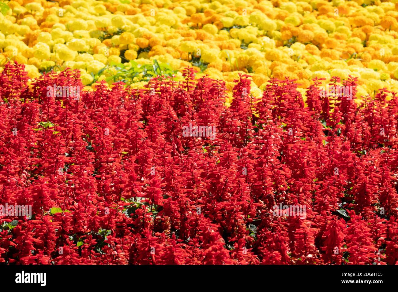 Red autumn sage hi-res stock photography and images - Alamy