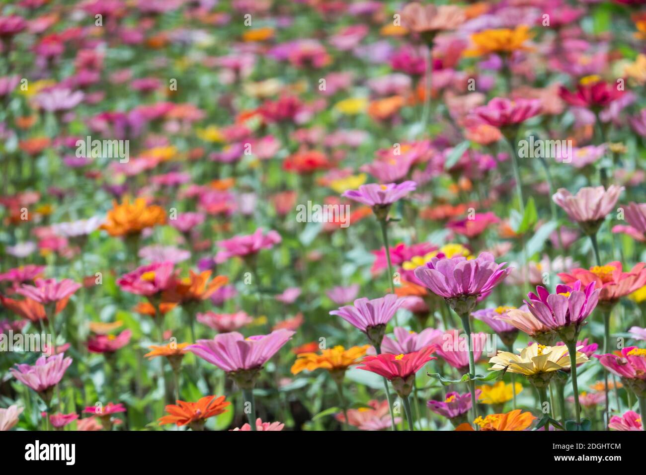 Colorful cosmos flowers farm Stock Photo - Alamy