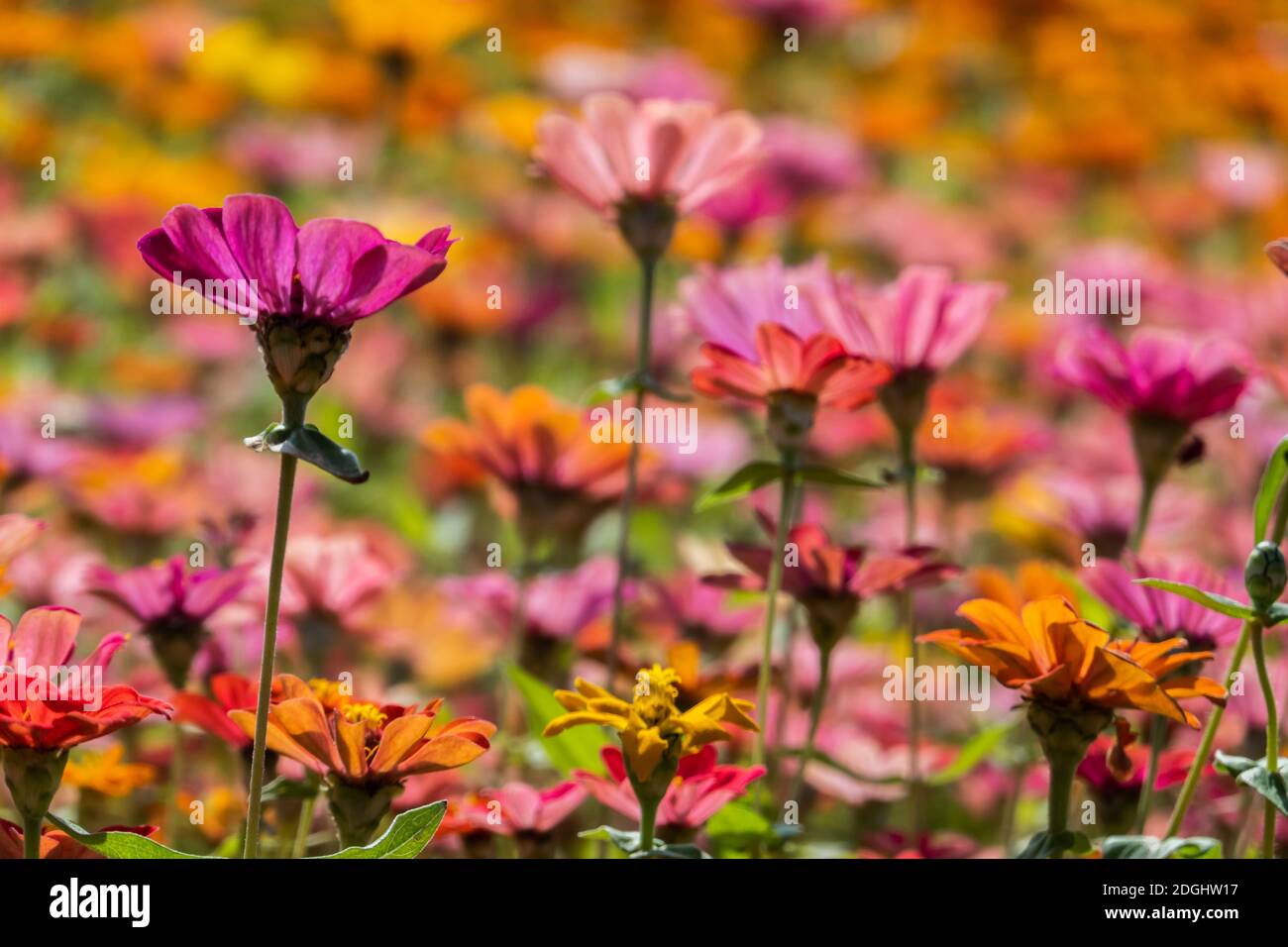 Colorful cosmos flowers farm Stock Photo - Alamy