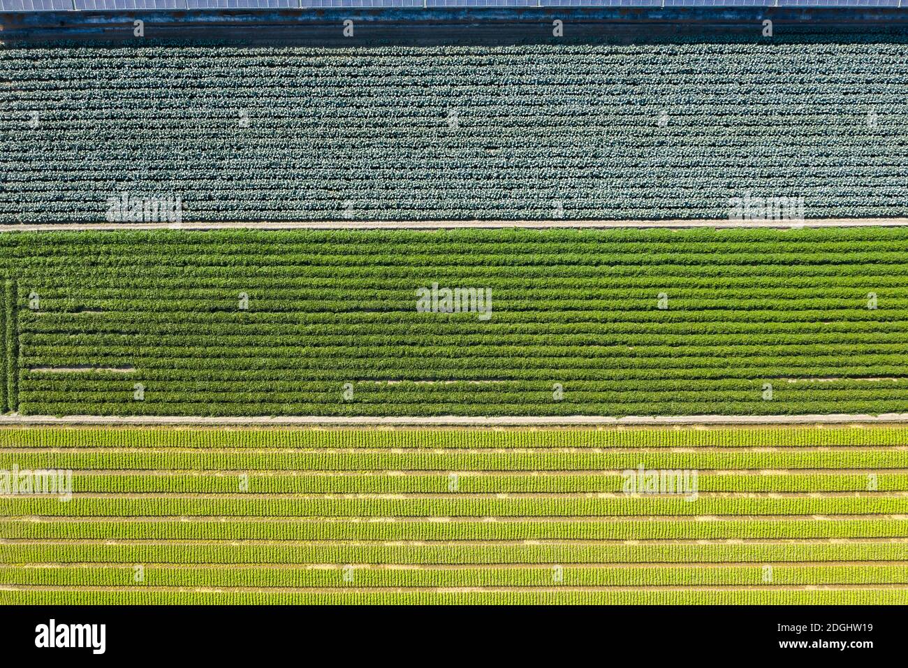 Green rice farm hi-res stock photography and images - Alamy
