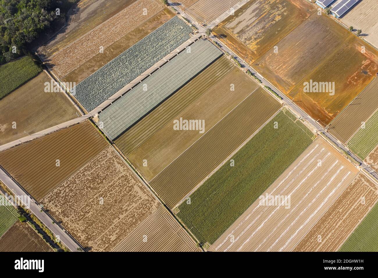 Colorful farm with vegetables and rice Stock Photo - Alamy