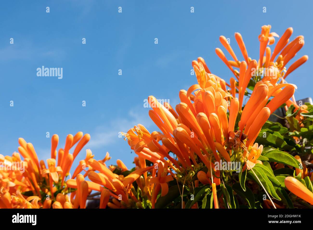 Flaming trumpet vine flowers Stock Photo - Alamy