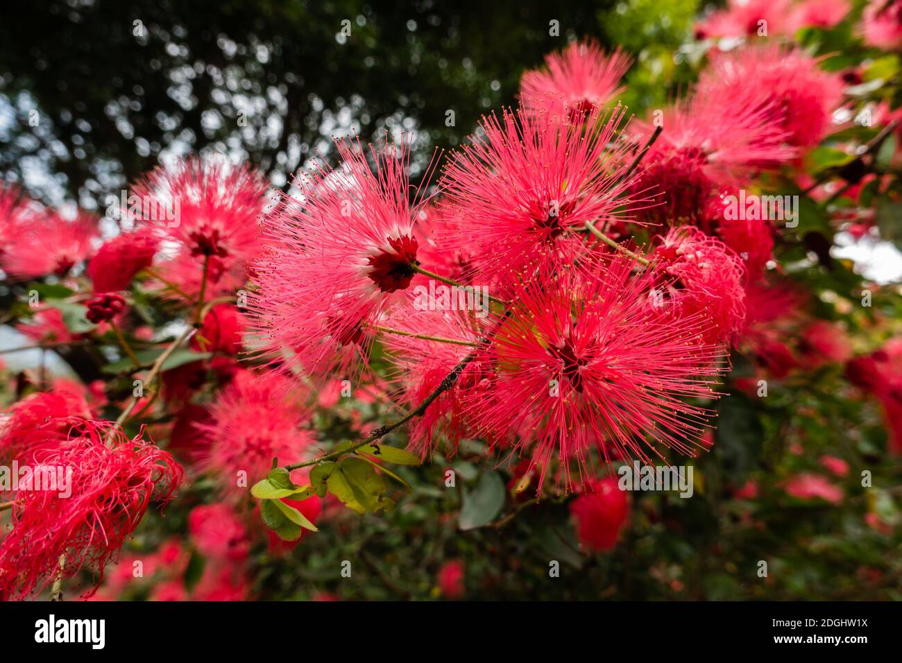 Powderpuff tree hi-res stock photography and images - Alamy