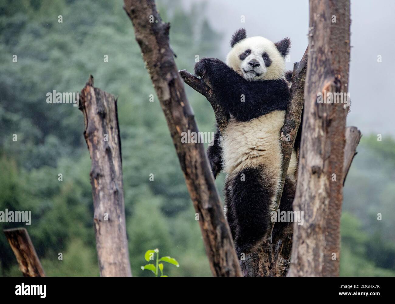 --File--Pandas climb up a tree at the Gengda Shenshuping Base of China ...