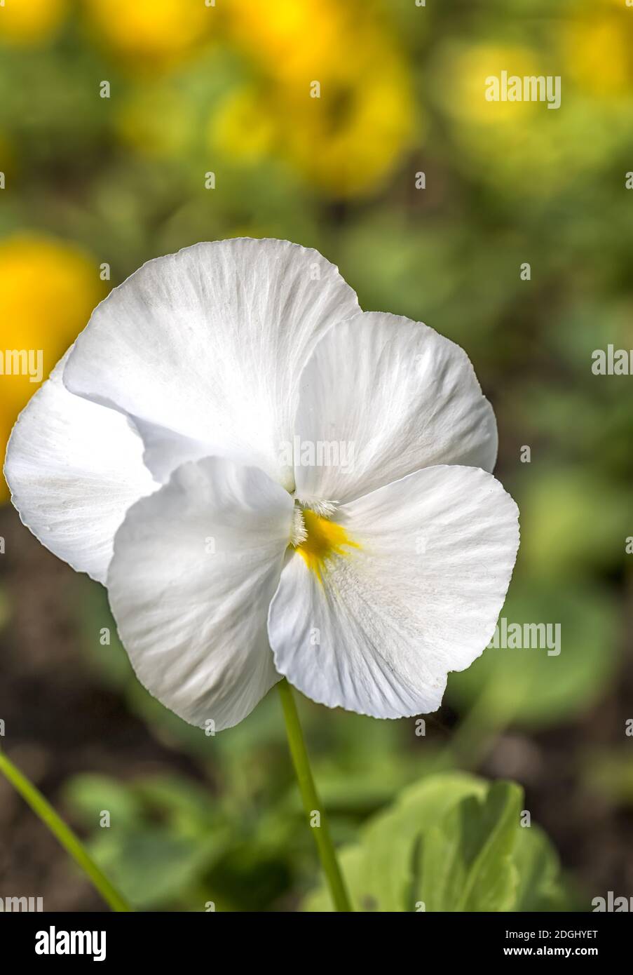 Botany viola hi-res stock photography and images - Alamy