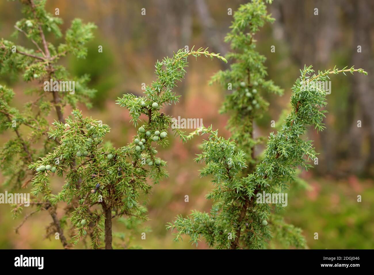 North boreal forest hi-res stock photography and images - Alamy