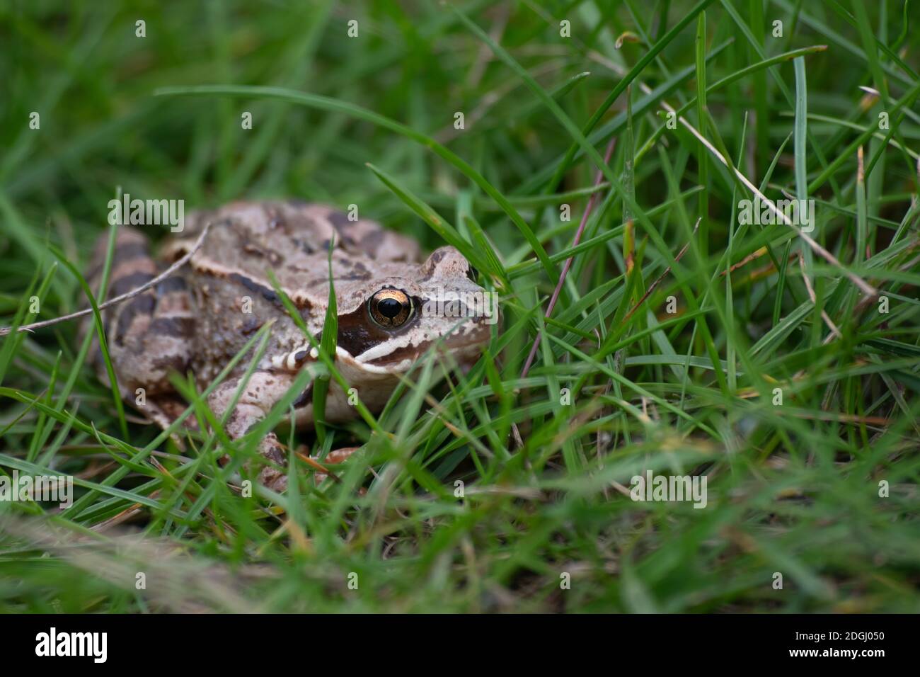 The little grass frog hi-res stock photography and images - Alamy