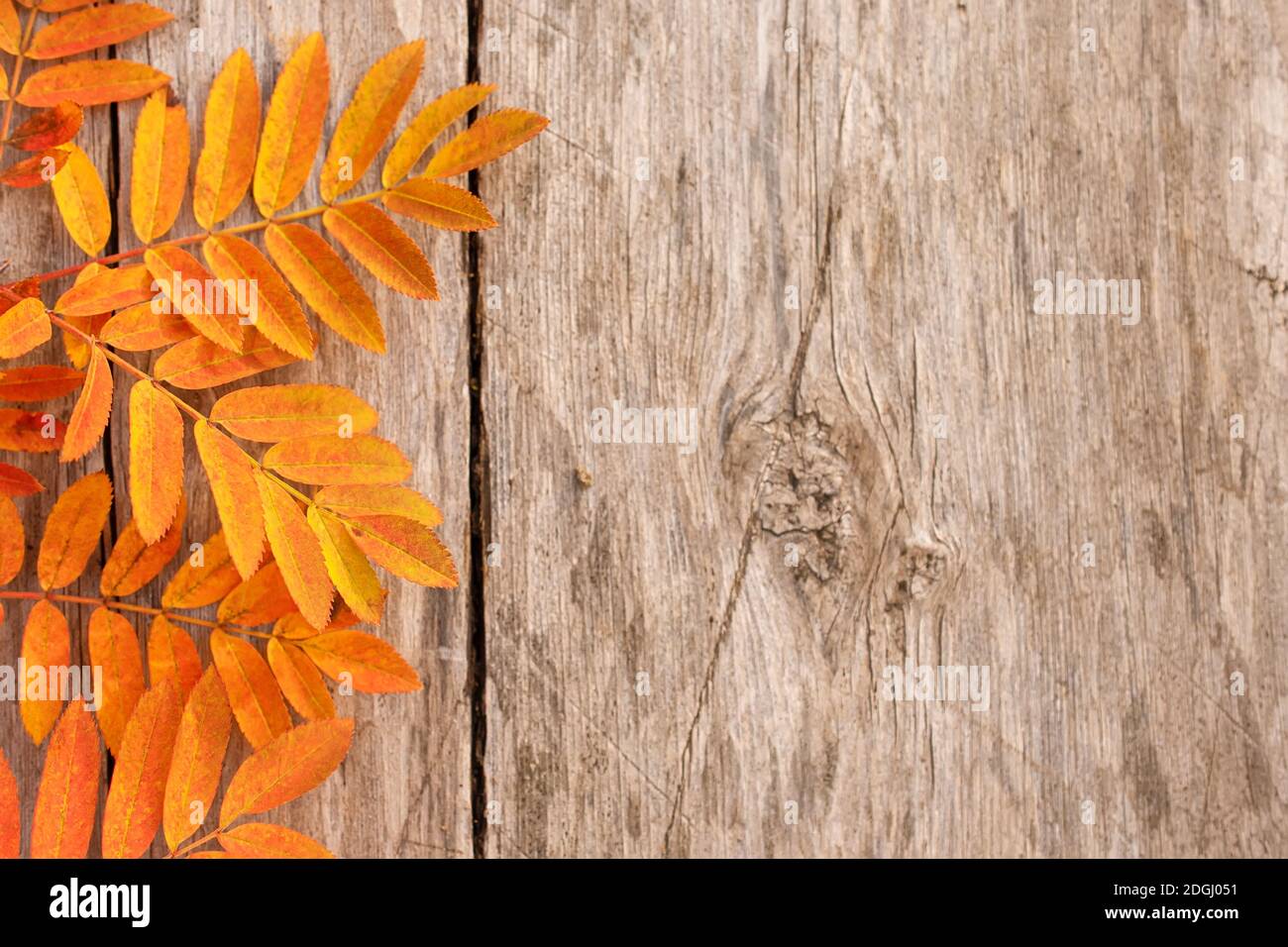 Juniper bushes hi-res stock photography and images - Alamy