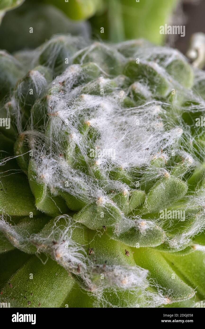 Cactus leaf surface hi-res stock photography and images - Alamy